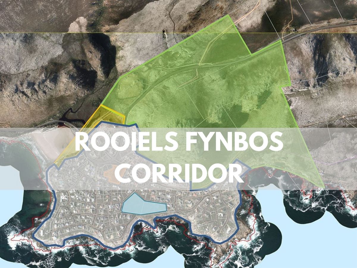 Rooi Els (Rooiels) fynbos flora and fauna