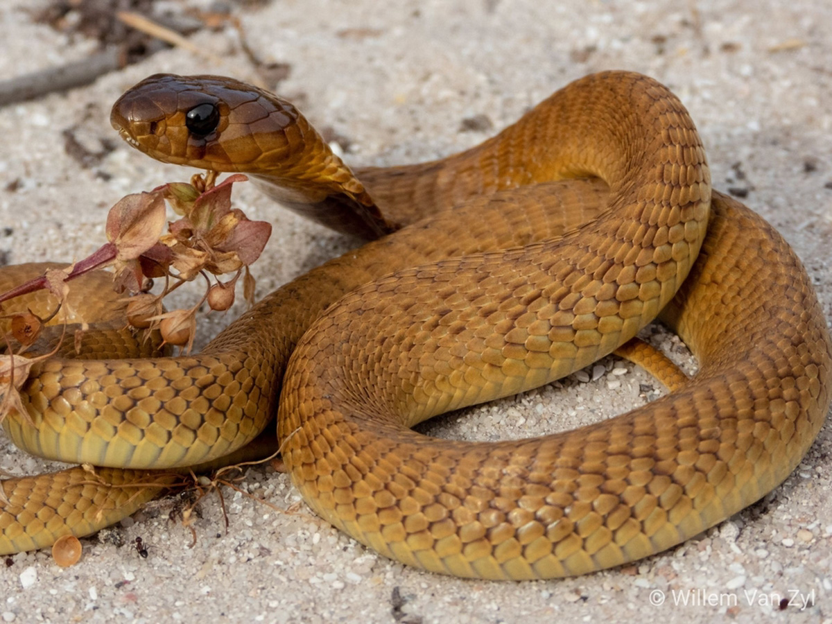 Rooi Els (Rooiels) fynbos flora and fauna