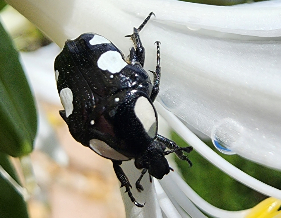 Rooi Els (Rooiels) fynbos flora and fauna