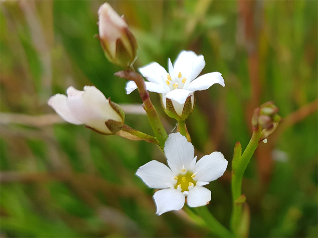 Rooi Els (Rooiels) fynbos flora and fauna