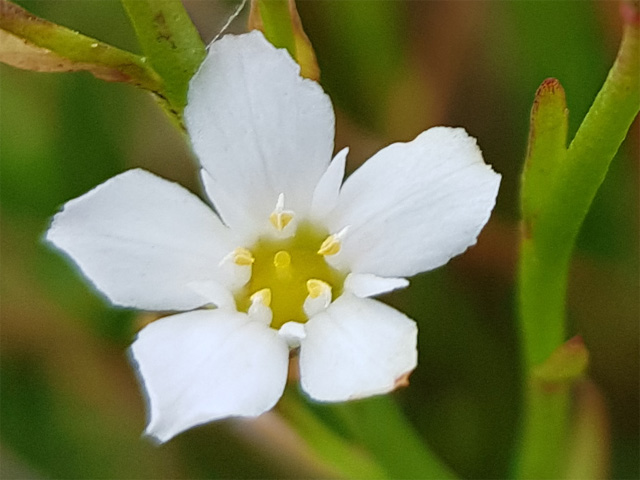 Rooi Els (Rooiels) fynbos flora and fauna
