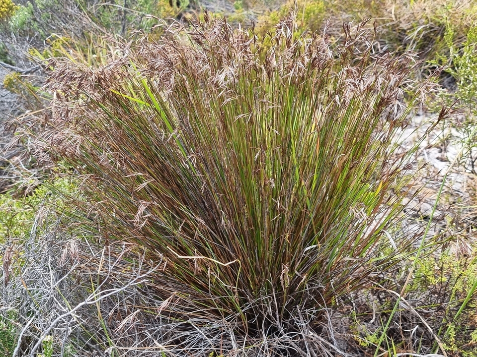 Rooi Els (Rooiels) fynbos flora and fauna