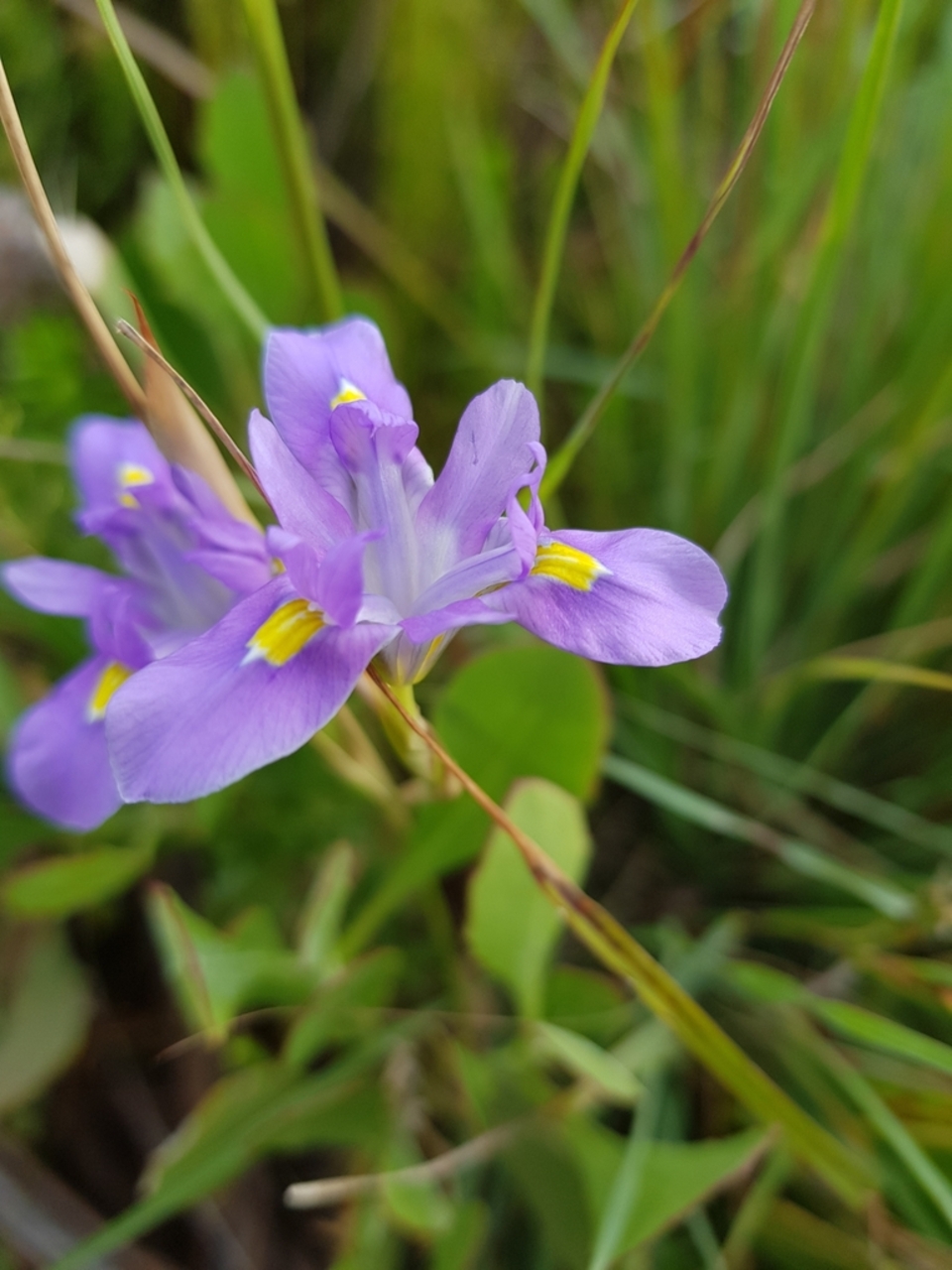 Rooi Els (Rooiels) fynbos flora and fauna