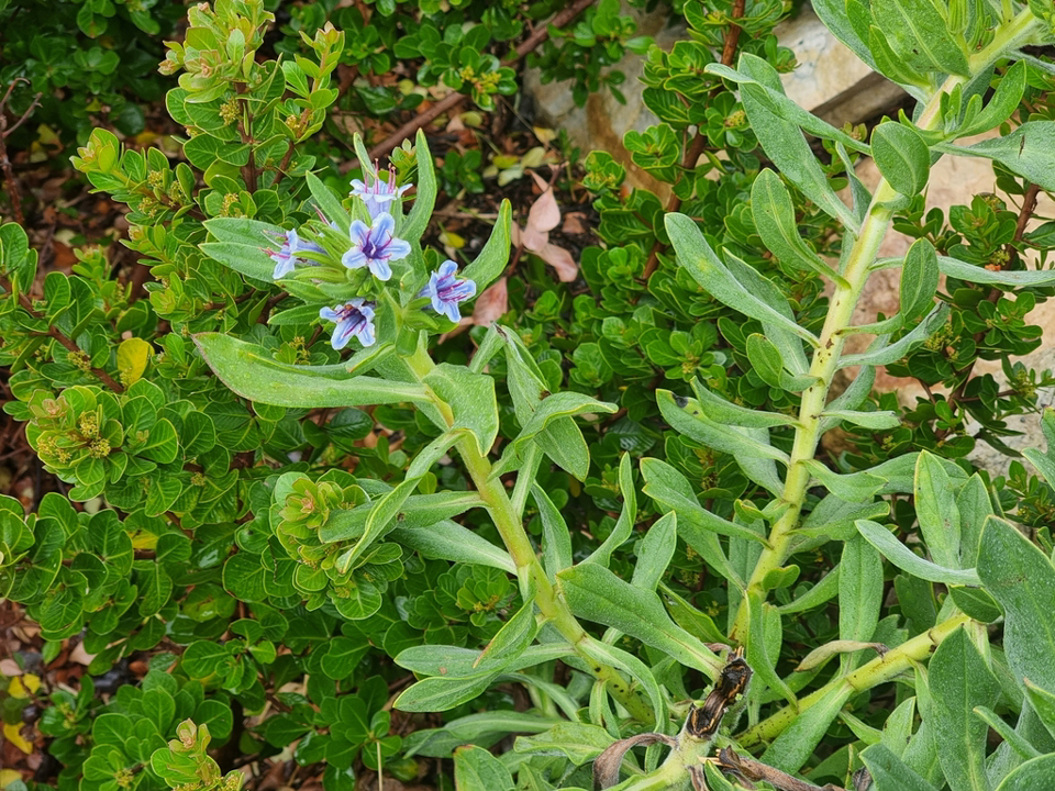 Rooi Els (Rooiels) fynbos flora and fauna