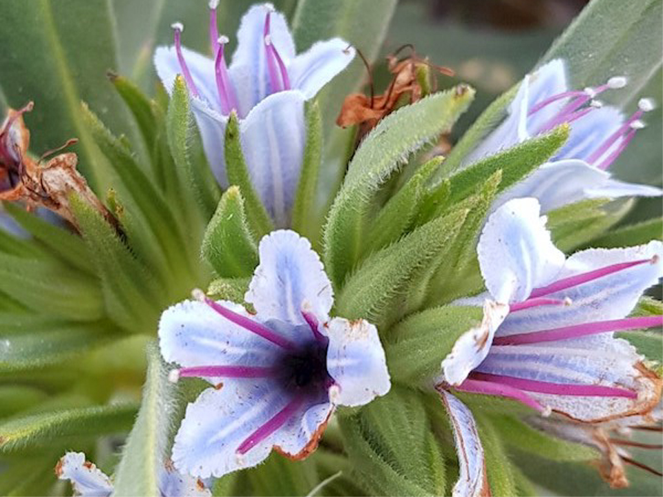 Rooi Els (Rooiels) fynbos flora and fauna