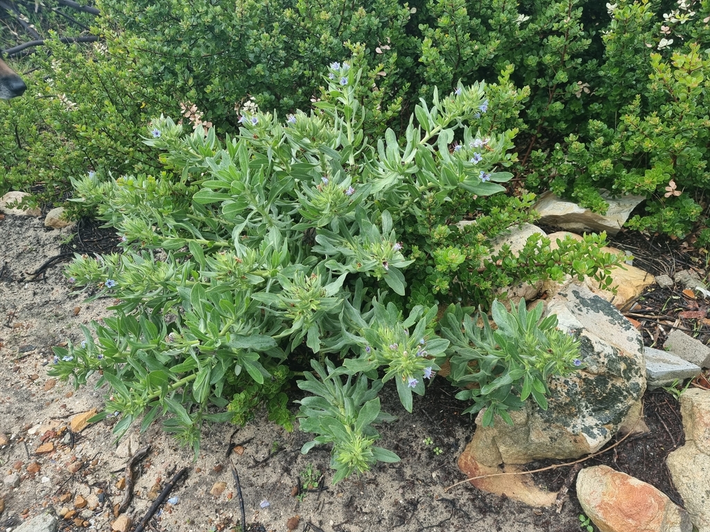 Rooi Els (Rooiels) fynbos flora and fauna