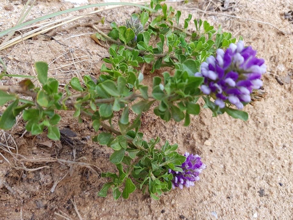 Rooi Els (Rooiels) fynbos flora and fauna