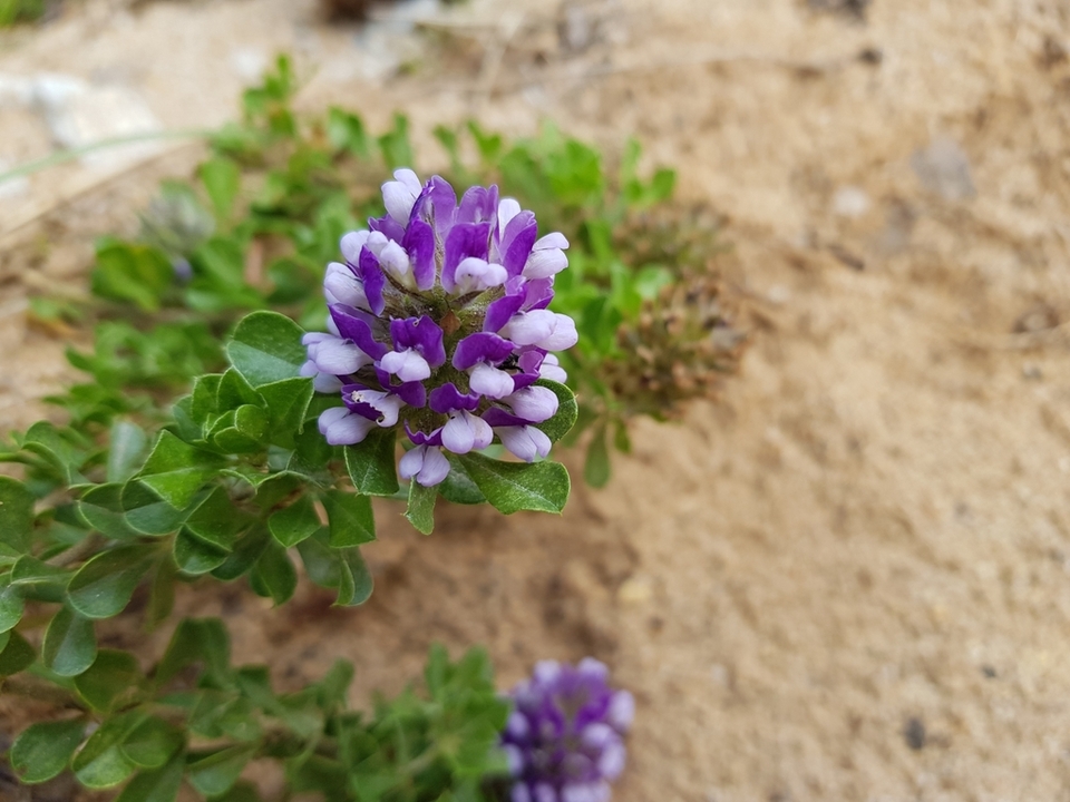 Rooi Els (Rooiels) fynbos flora and fauna