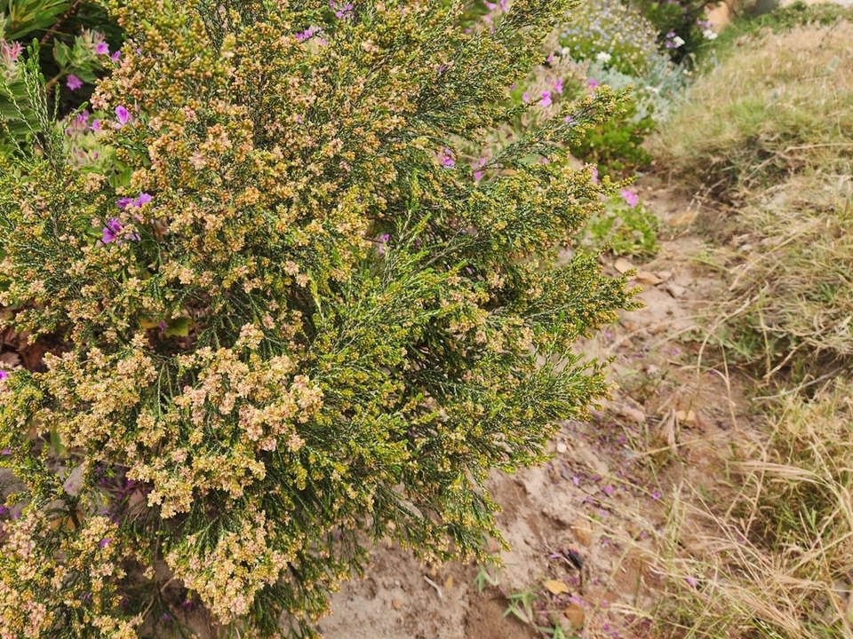 Rooi Els (Rooiels) fynbos flora and fauna