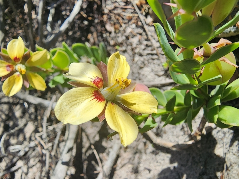 Rooi Els (Rooiels) fynbos flora and fauna