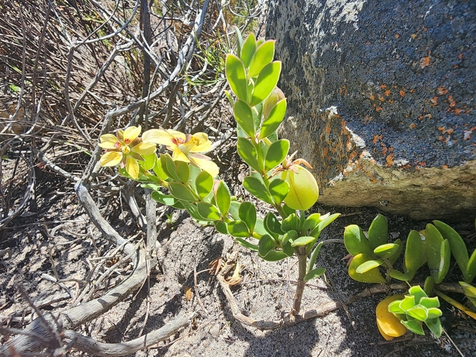 Rooi Els (Rooiels) fynbos flora and fauna