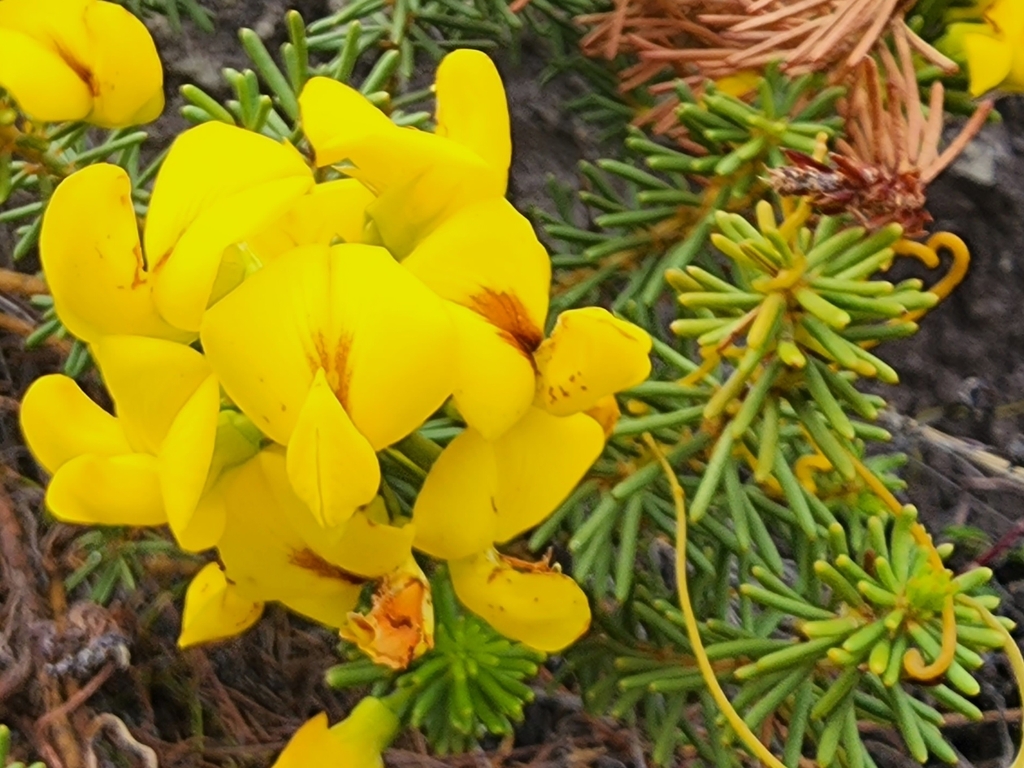 Rooi Els (Rooiels) fynbos flora and fauna