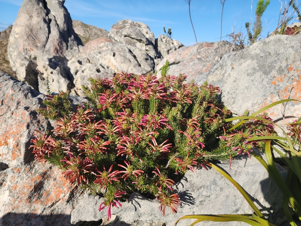 Rooi Els (Rooiels) fynbos flora and fauna