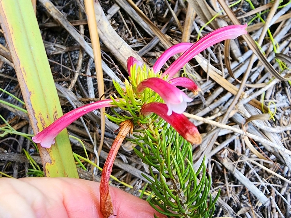 Rooi Els (Rooiels) fynbos flora and fauna
