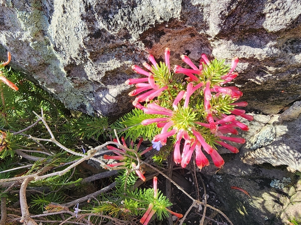 Rooi Els (Rooiels) fynbos flora and fauna